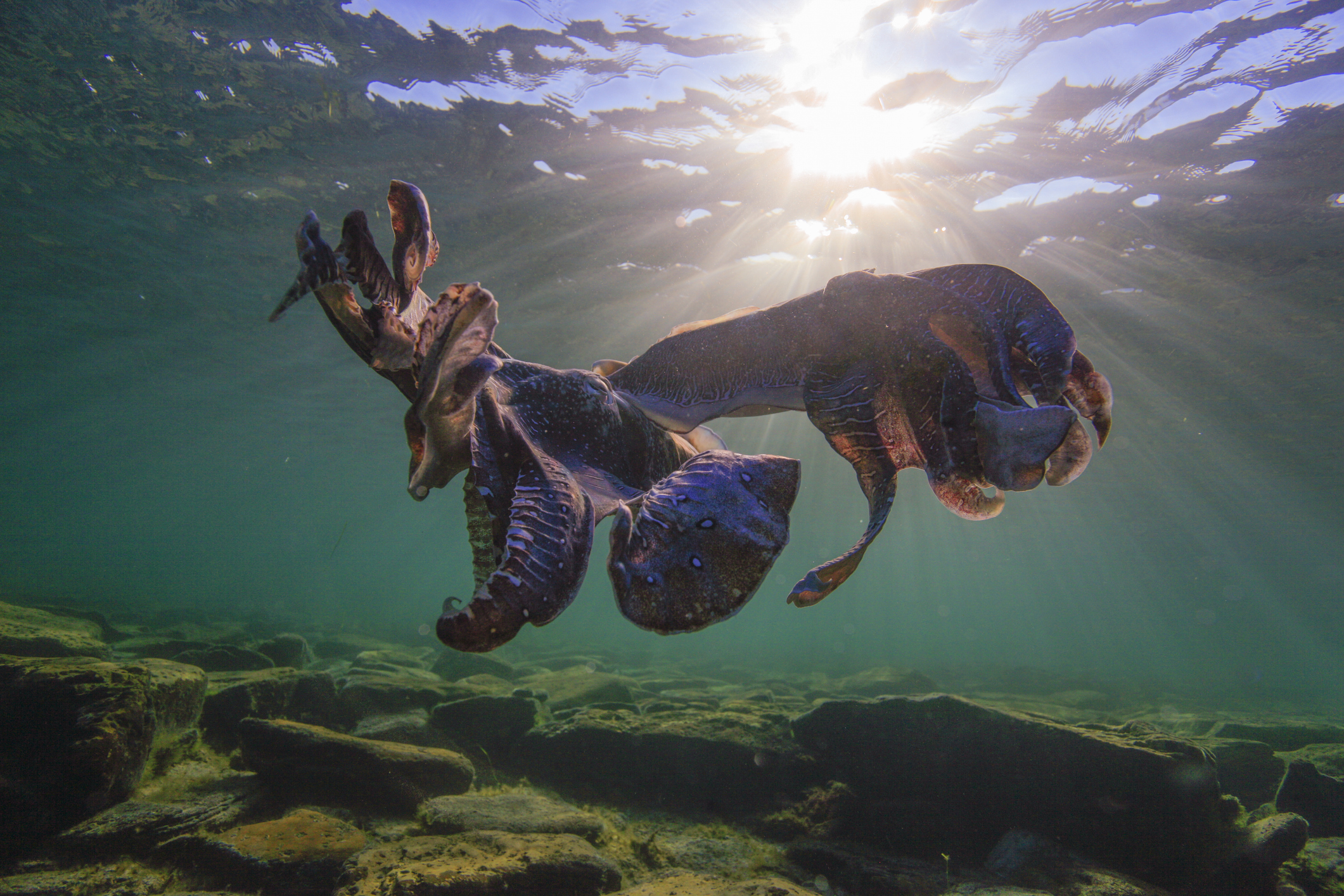 State law secures future for Whyalla’s giant cuttlefish - Magic 105.9